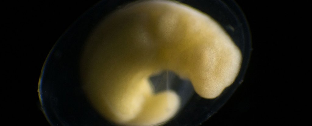 たった 6 分で単一細胞が完全な生物になるのを見て、痛ましいほど美しい